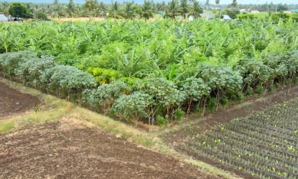 இயற்கை விவசாயம் - நஞ்சில்லா வாழ்வின் விதை (Iyarkai Vivasayam)